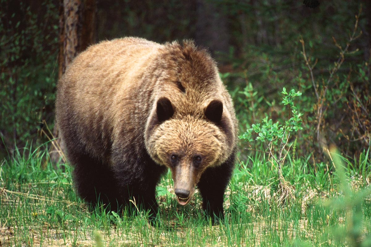 Brewster Sightseeing: Explore Maligne Sightseeing Tour